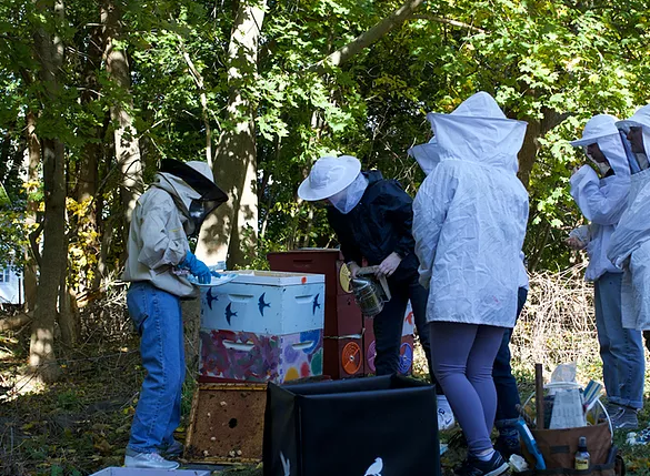Pollinator power: Lexington recognized for bee conservation – Lexington ...
