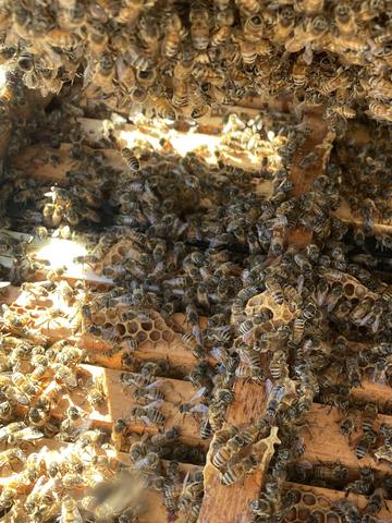 Healthy Spring Bees – Lexington Bee Company